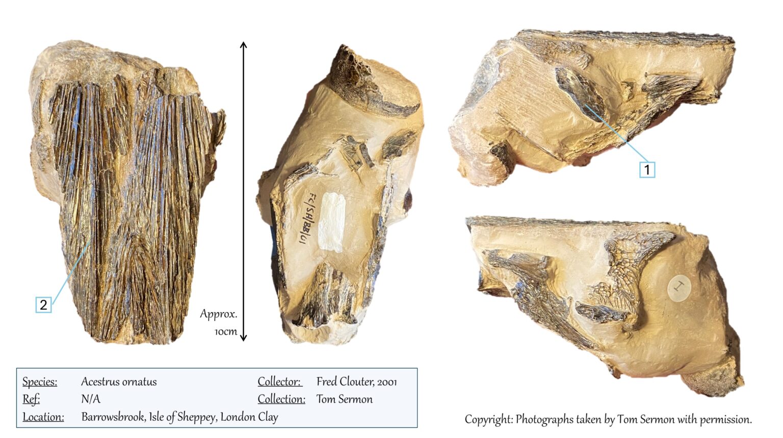 Acestrus ornatus – London Clay Fossils