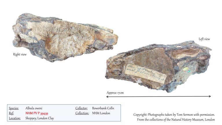 Albula oweni – London Clay Fossils