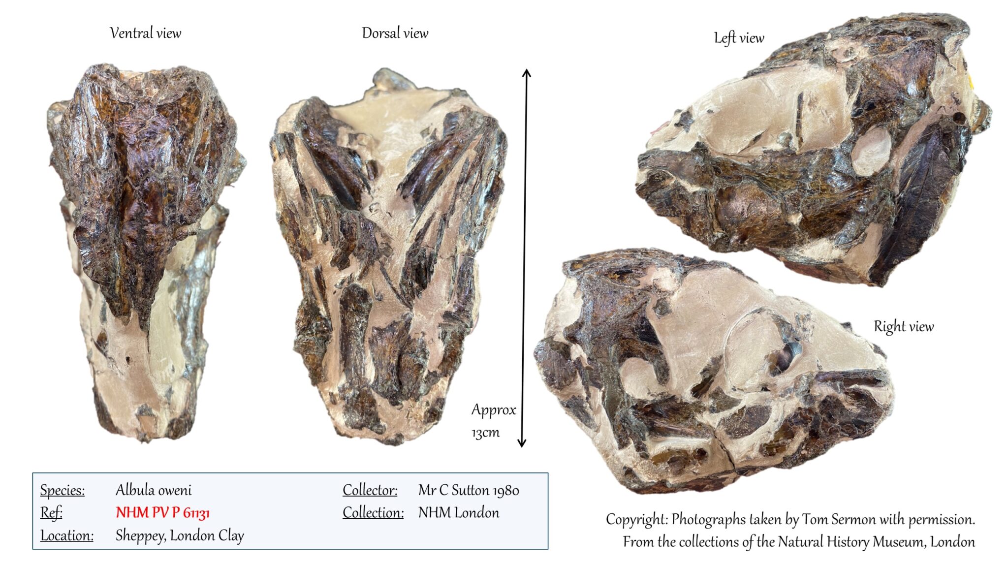 Albula oweni – London Clay Fossils