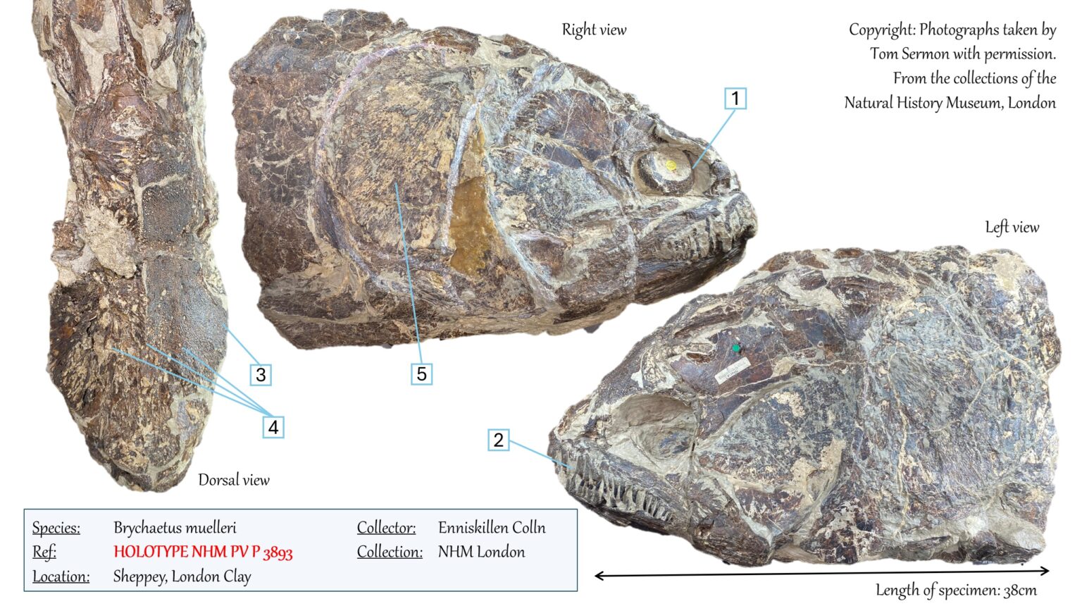 Brychaetus muelleri – London Clay Fossils