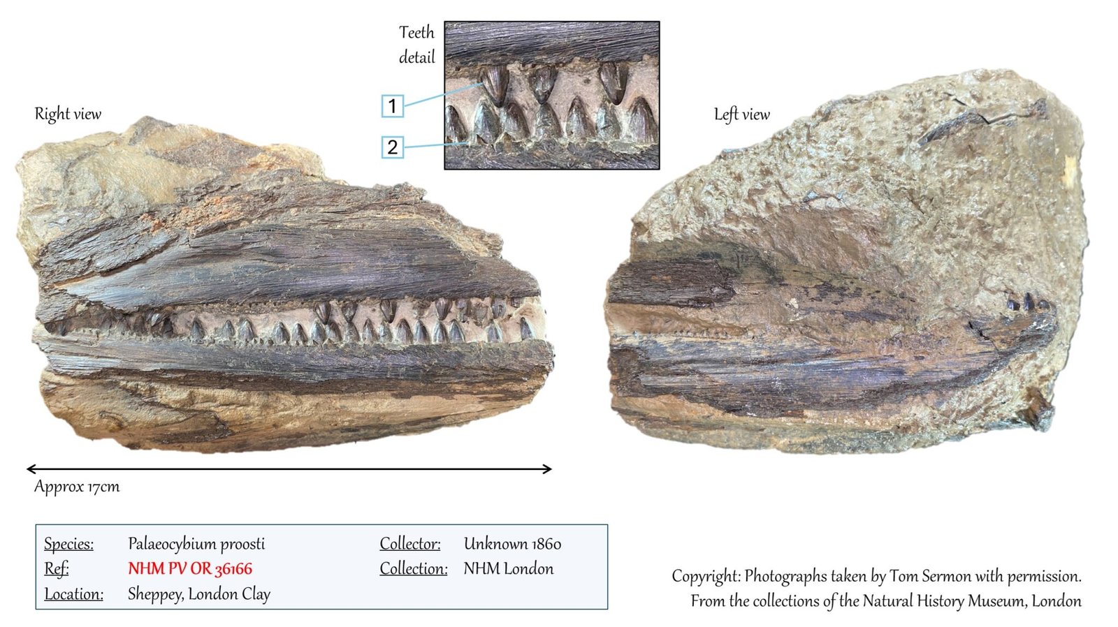 Palaeocybium proosti – London Clay Fossils