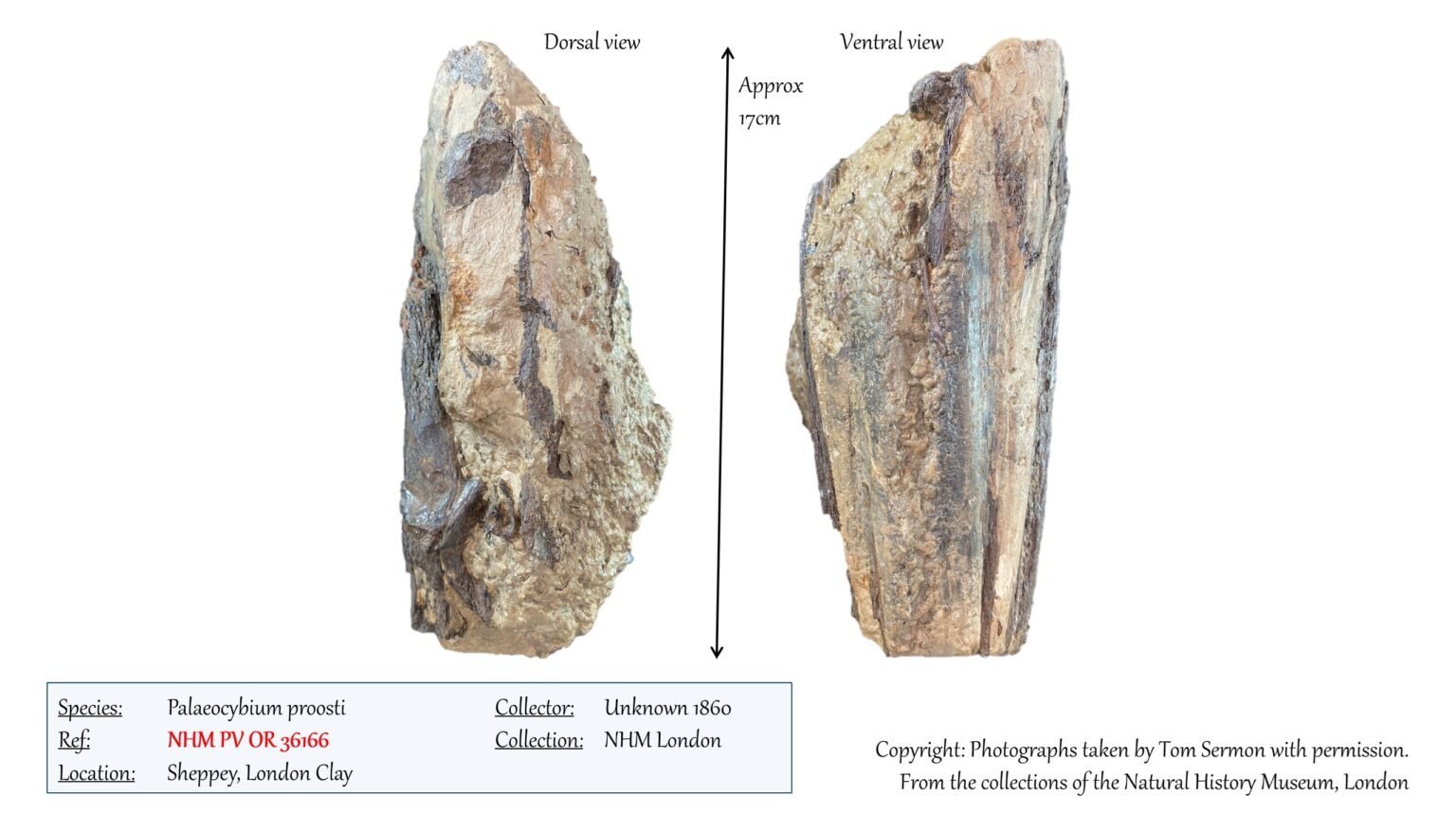Palaeocybium proosti – London Clay Fossils