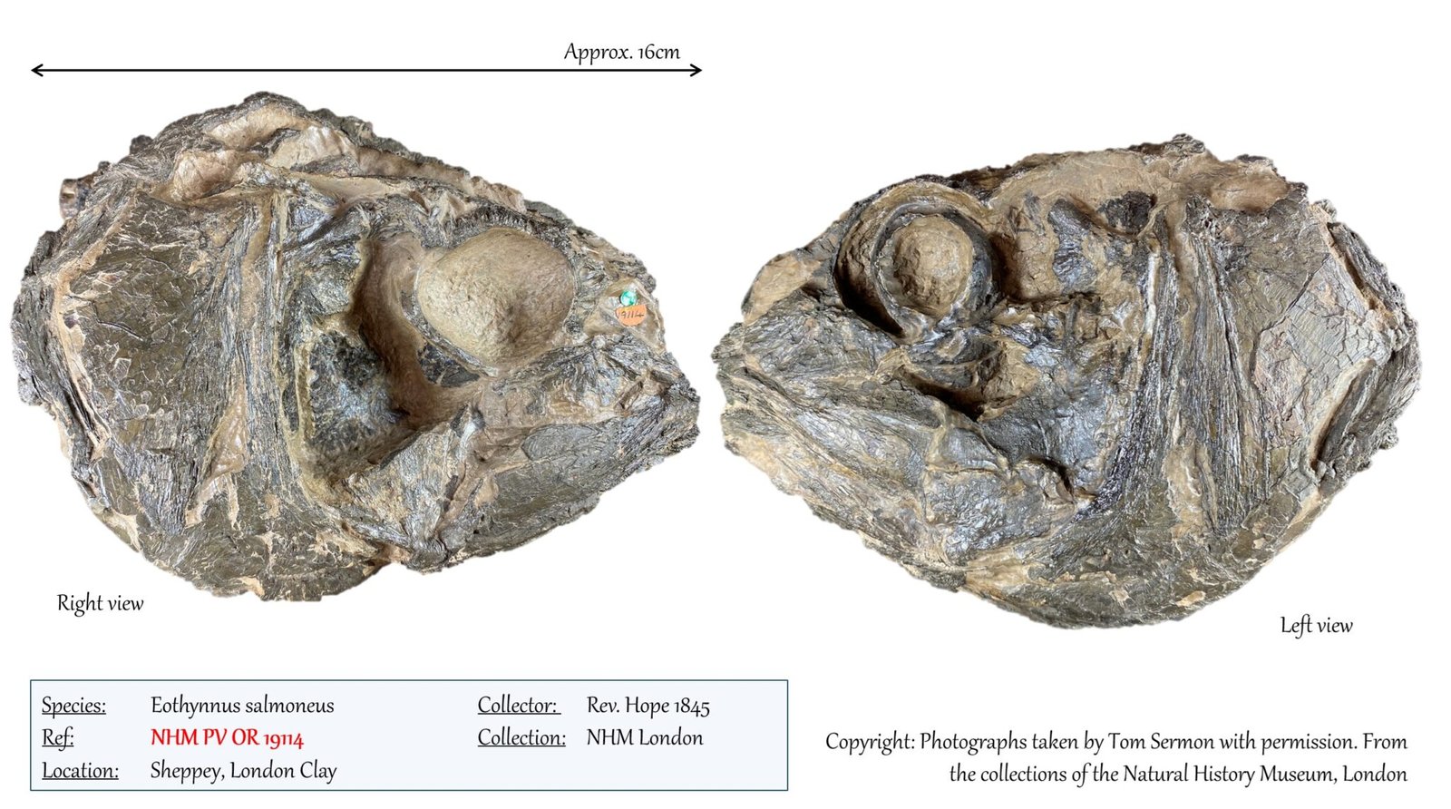 Eothynnus salmoneus – London Clay Fossils