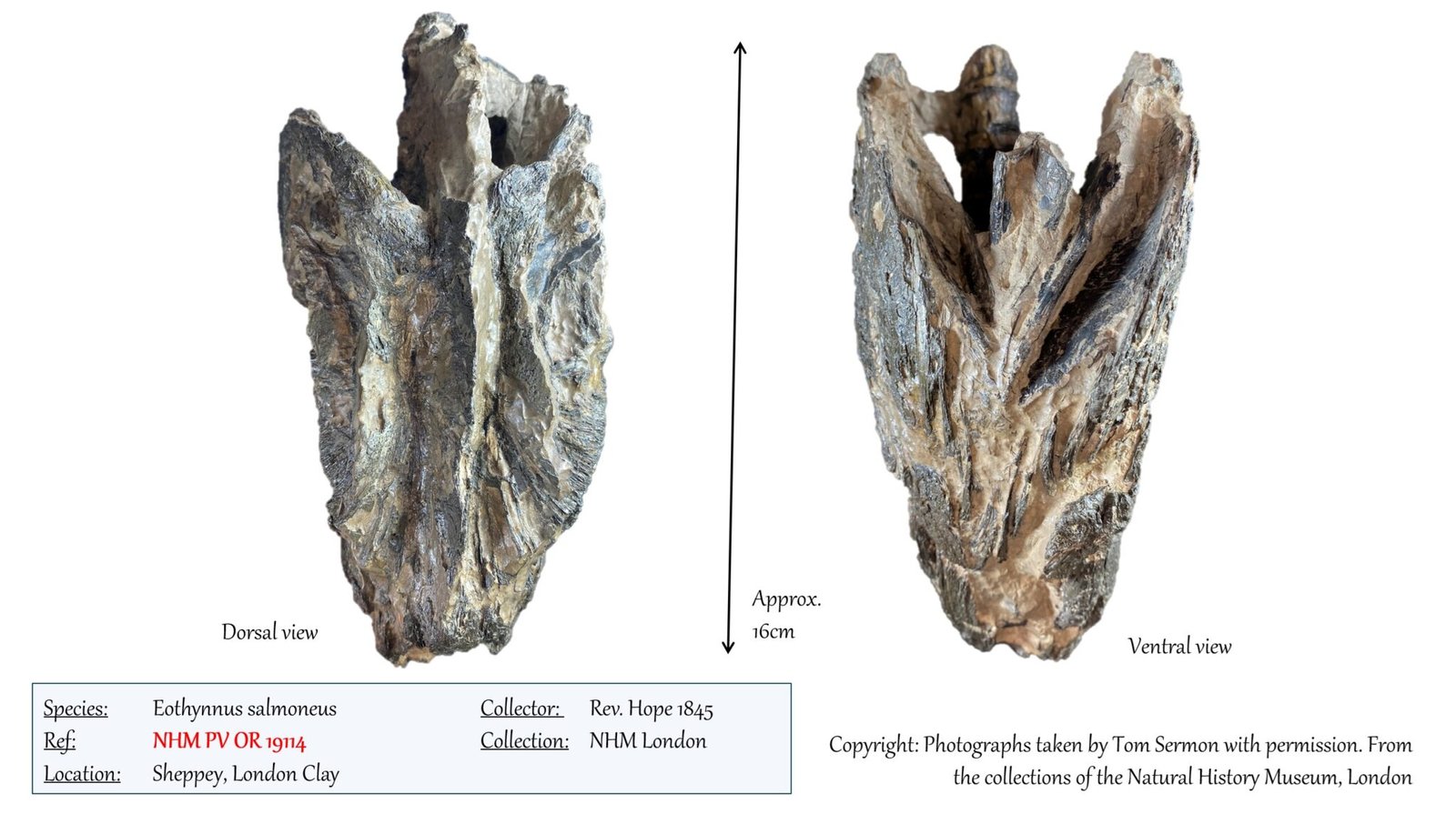 Eothynnus salmoneus – London Clay Fossils