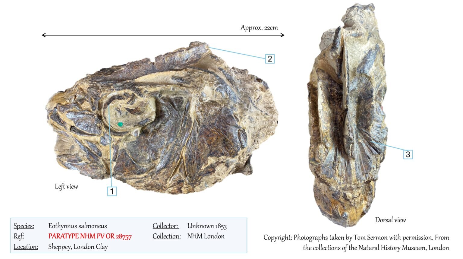 Eothynnus salmoneus – London Clay Fossils