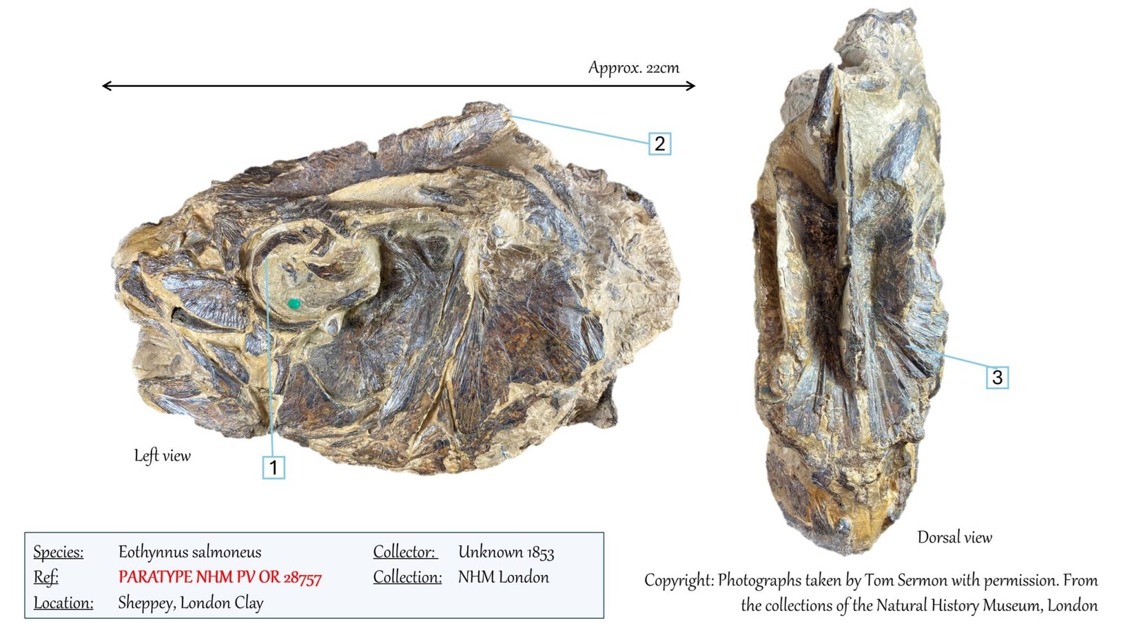 Eothynnus salmoneus – London Clay Fossils