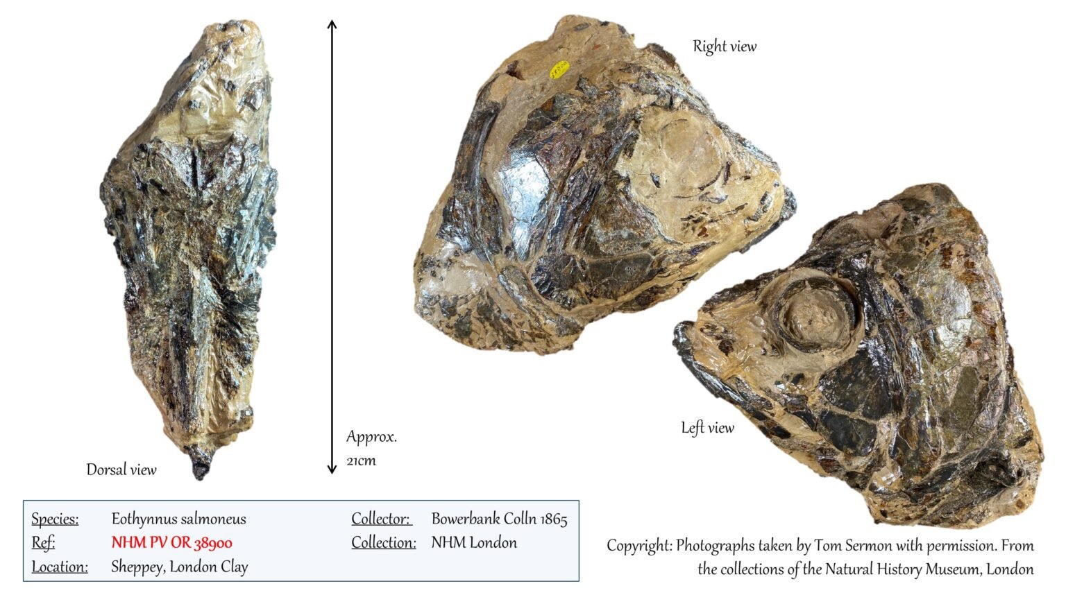 Eothynnus salmoneus – London Clay Fossils