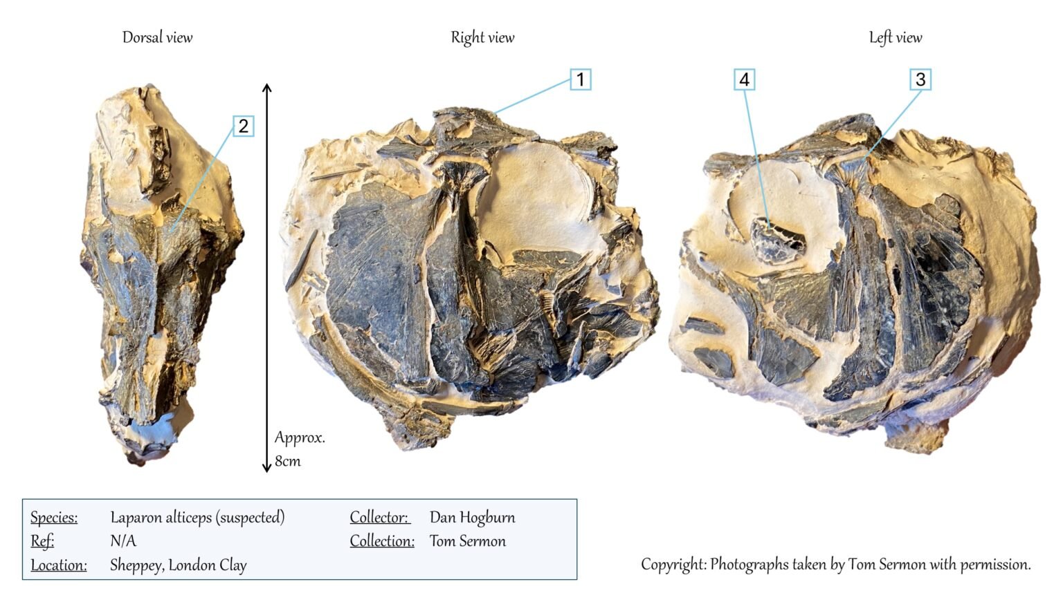 Laparon alticeps – London Clay Fossils