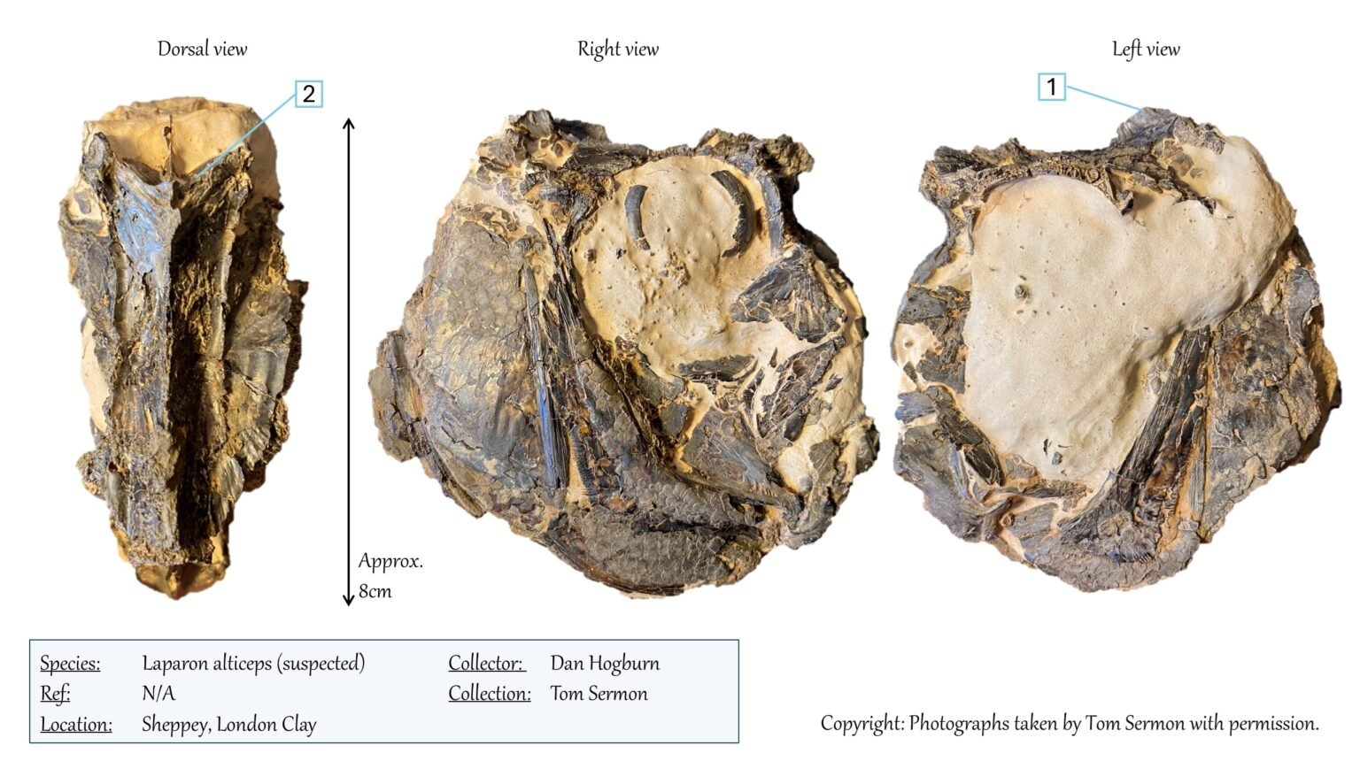 Laparon alticeps – London Clay Fossils