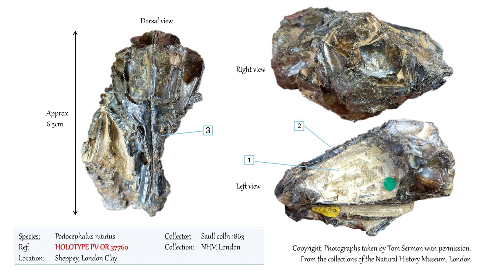 Podocephalus nitidus – London Clay Fossils