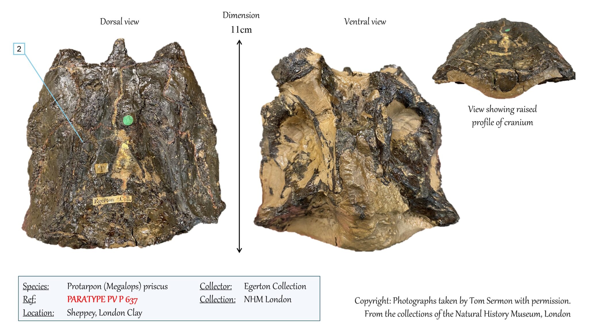 Protarpon (Megalops) priscus – London Clay Fossils