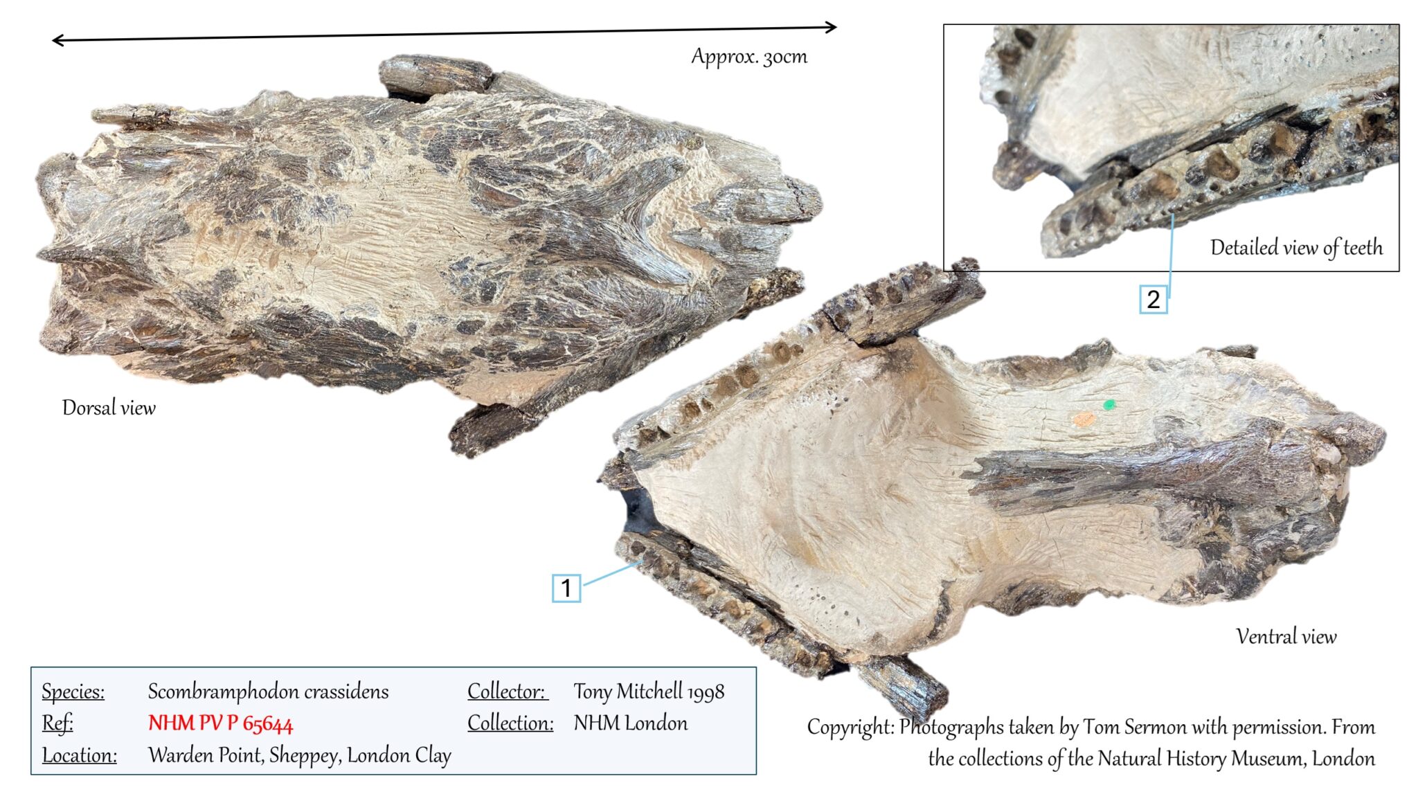 Scombramphodon crassidens – London Clay Fossils