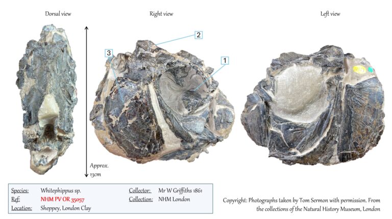 Whitephippus tamesis – London Clay Fossils