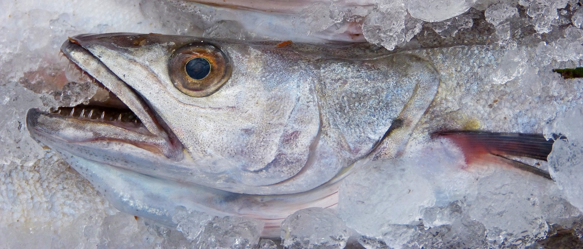 Gadiformes – London Clay Fossils