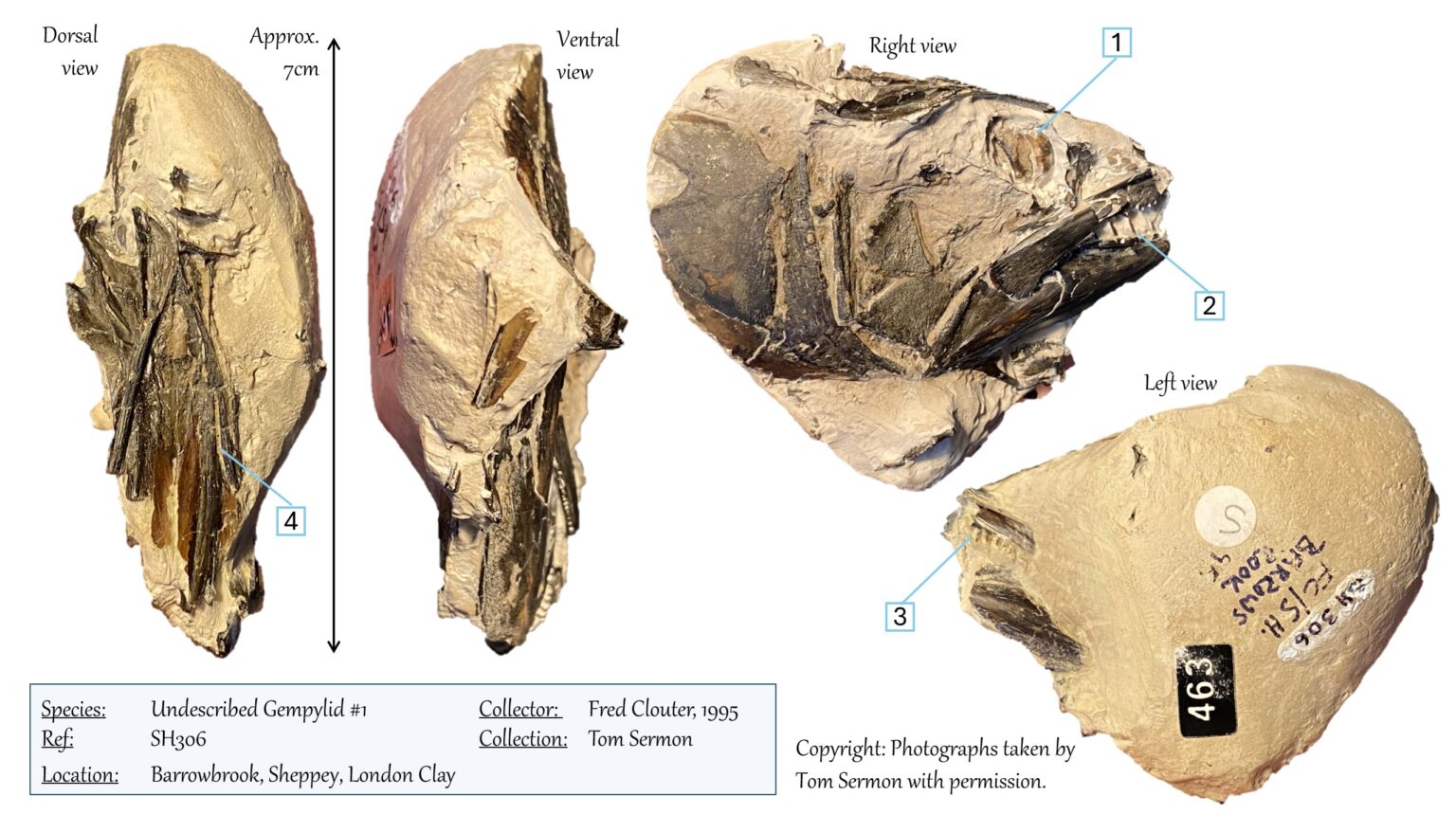 Undescribed Gempylid #1 – London Clay Fossils
