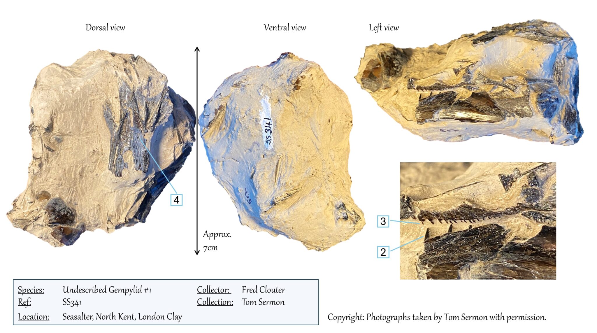 Undescribed Gempylid #1 – London Clay Fossils