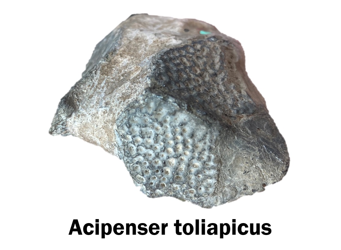 Acipenseriformes (Sturgeons) – London Clay Fossils