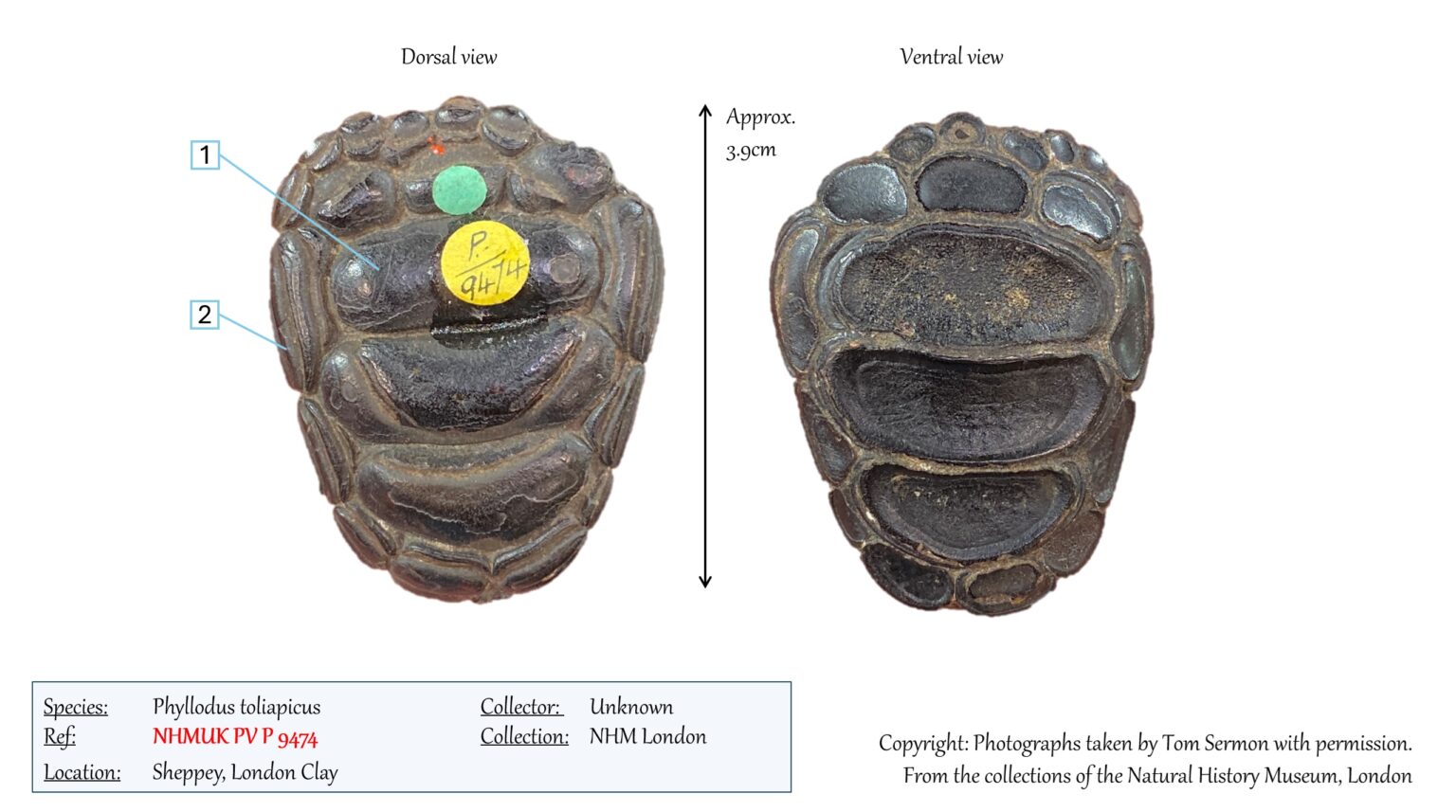 Phyllodus toliapicus – London Clay Fossils