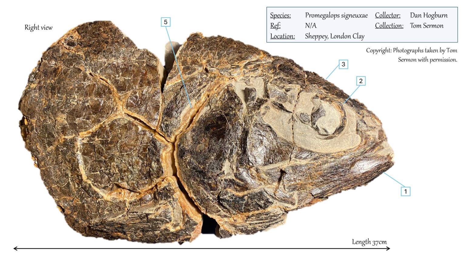 Promegalops signeuxae – London Clay Fossils