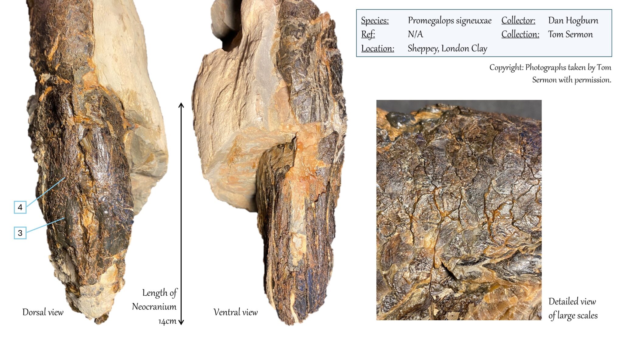 Promegalops signeuxae – London Clay Fossils