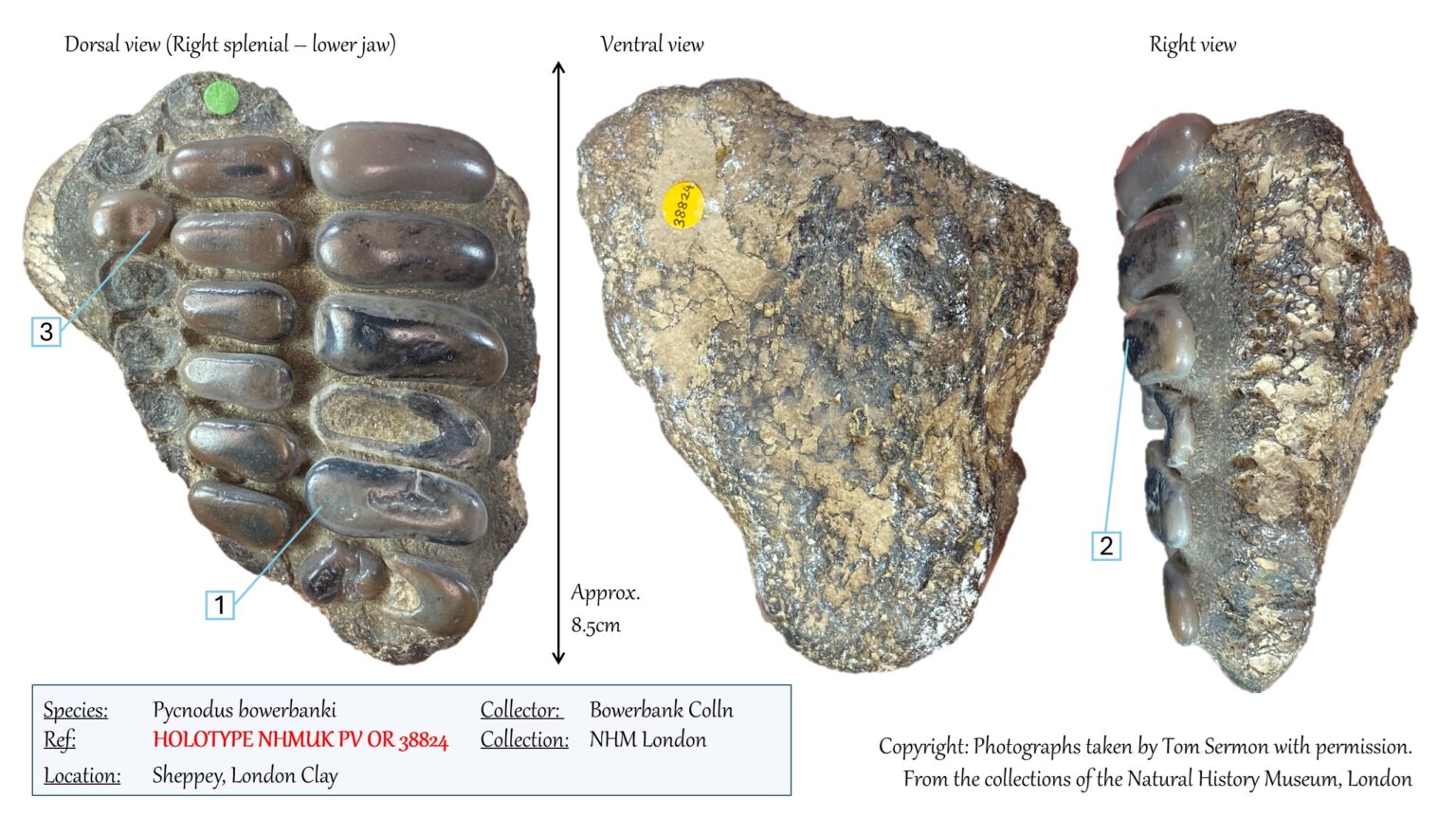 Pycnodus bowerbanki – London Clay Fossils