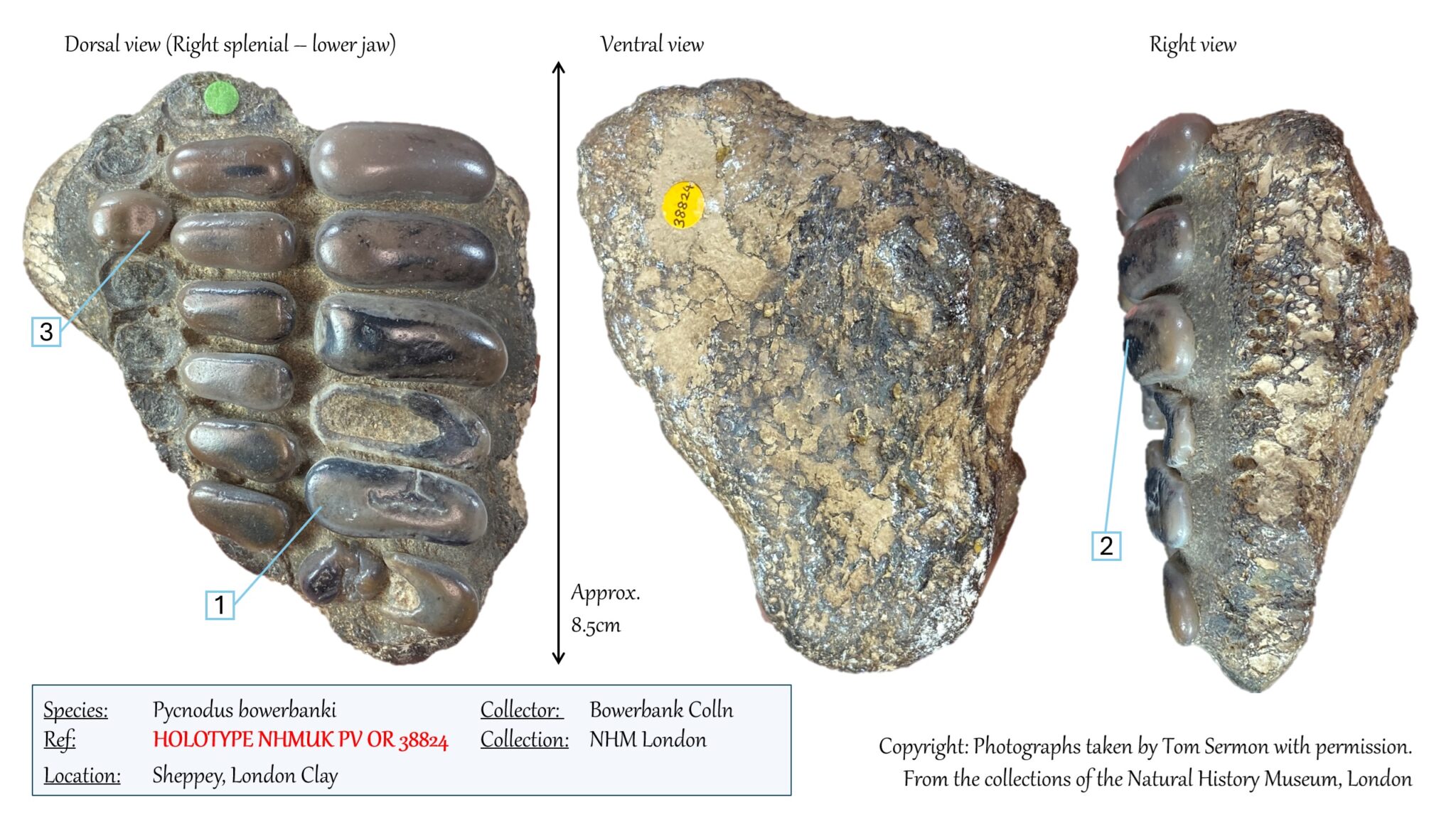 Pycnodus bowerbanki – London Clay Fossils