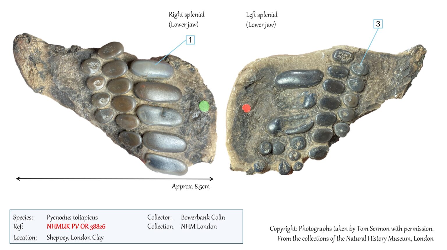 Pycnodus toliapicus – London Clay Fossils