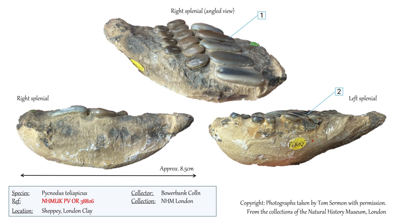 Pycnodus toliapicus – London Clay Fossils