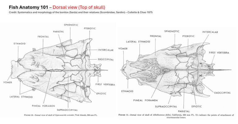 Fish Anatomy 101 – London Clay Fossils