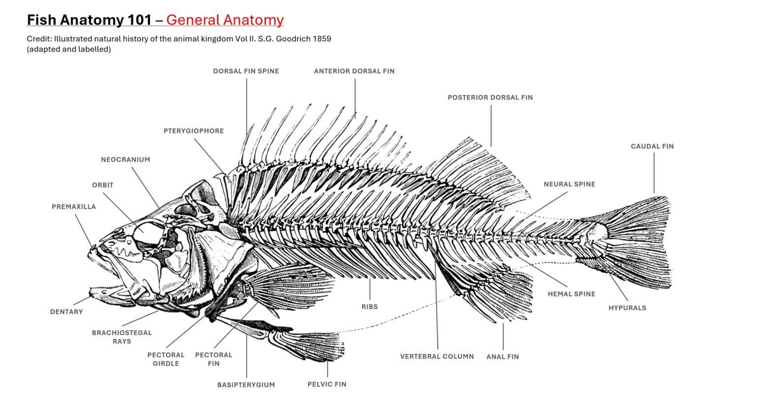 Fish Anatomy 101 – London Clay Fossils