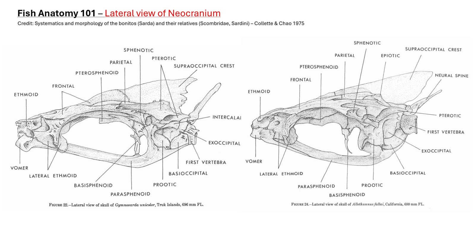 Fish Anatomy 101 – London Clay Fossils