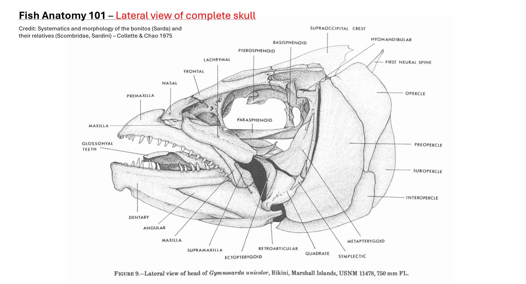 Fish Anatomy 101 – London Clay Fossils