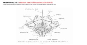 Fish Anatomy 101 – London Clay Fossils