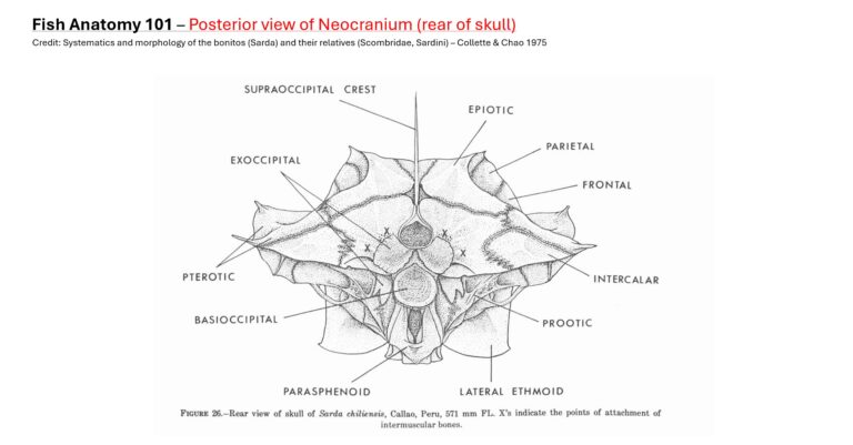 Fish Anatomy 101 – London Clay Fossils