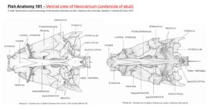 Fish Anatomy 101 – London Clay Fossils