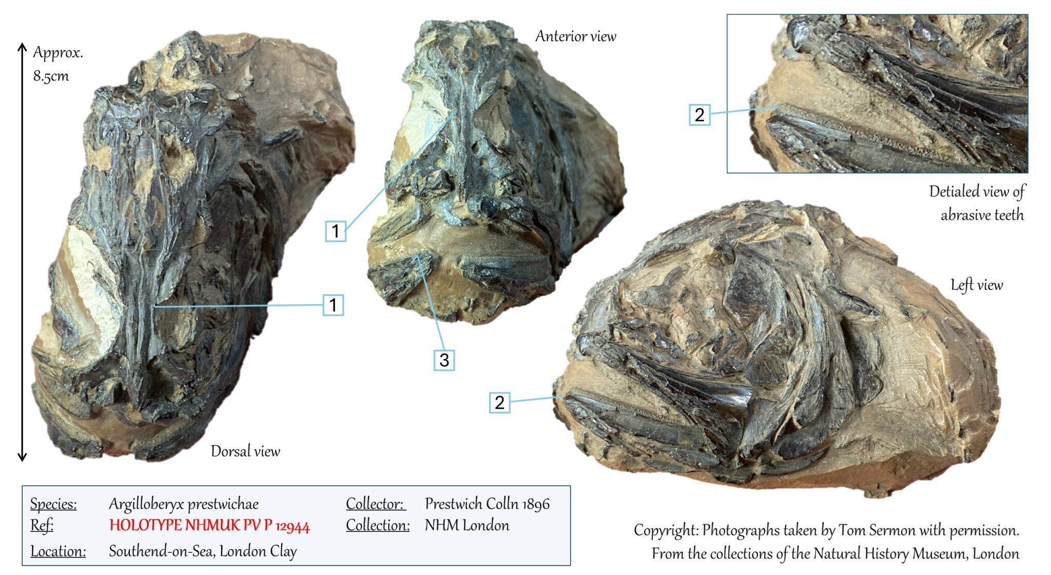Argilloberyx prestwichae – London Clay Fossils