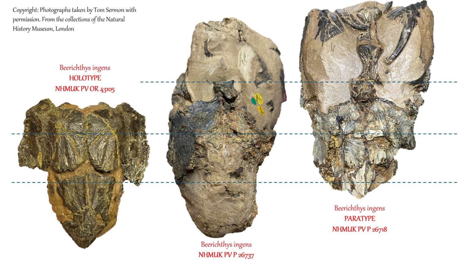 Beerichthys ingens – London Clay Fossils