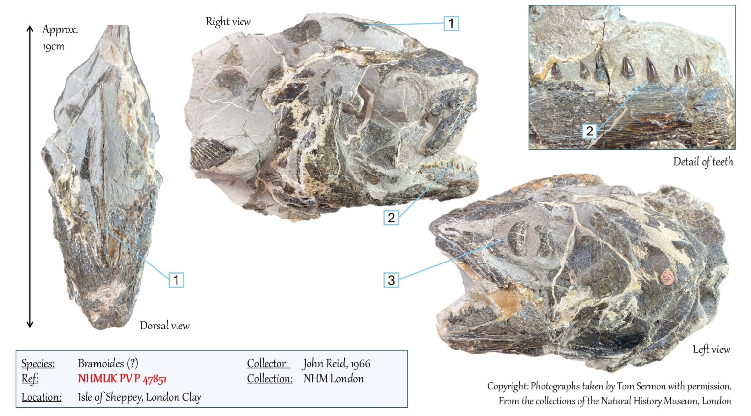 Bramoides brieni – London Clay Fossils