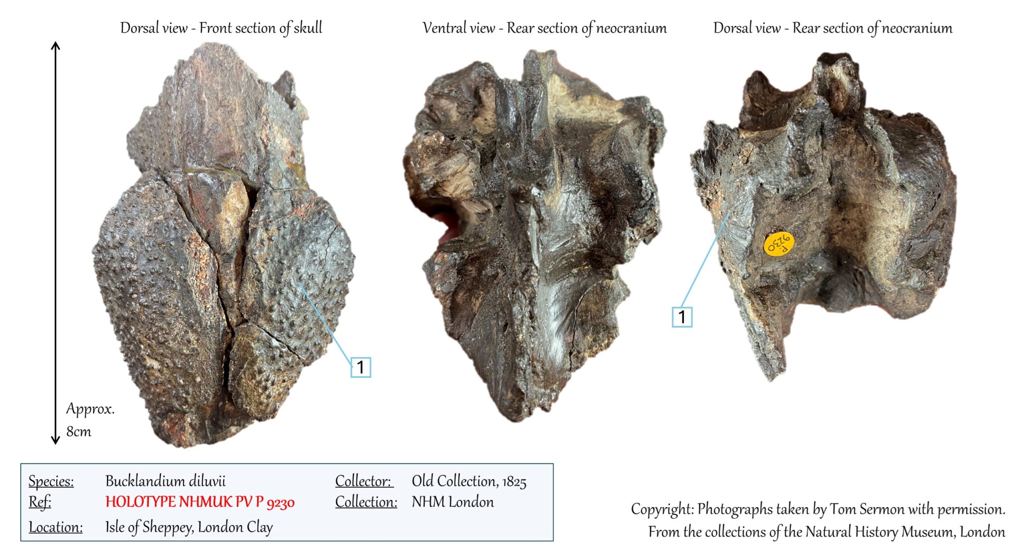 Bucklandium diluvii – London Clay Fossils