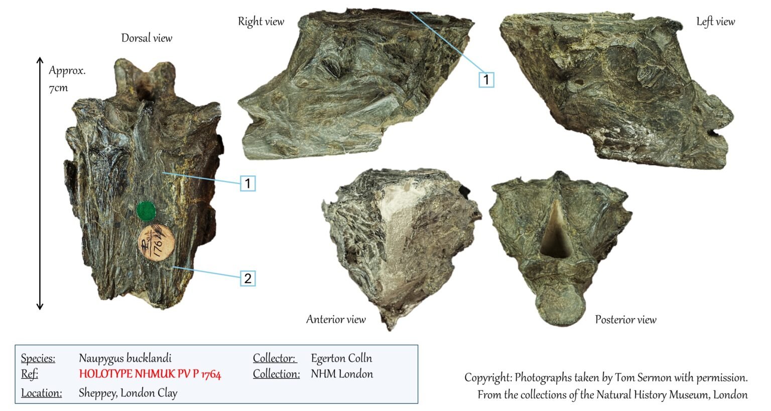 Naupygus bucklandi – London Clay Fossils