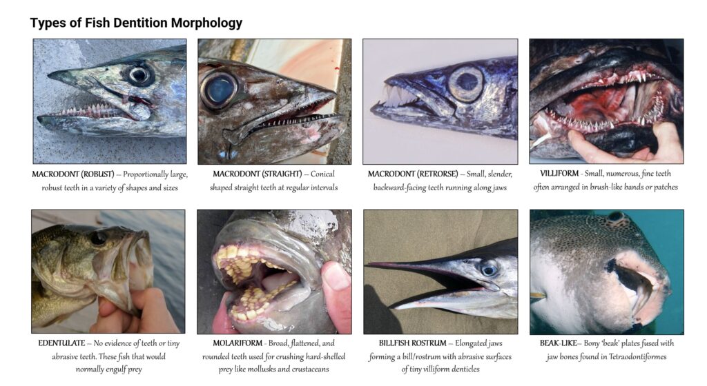 Teeth identification – London Clay Fossils