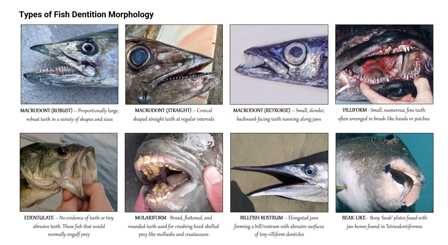Teeth identification – London Clay Fossils