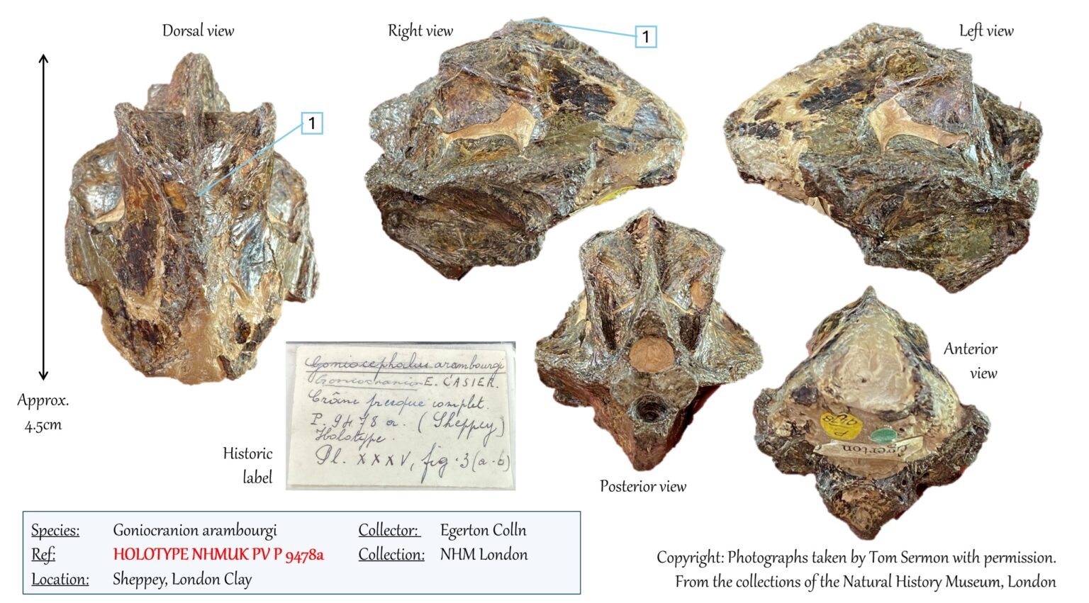Goniocranion arambourgi – London Clay Fossils