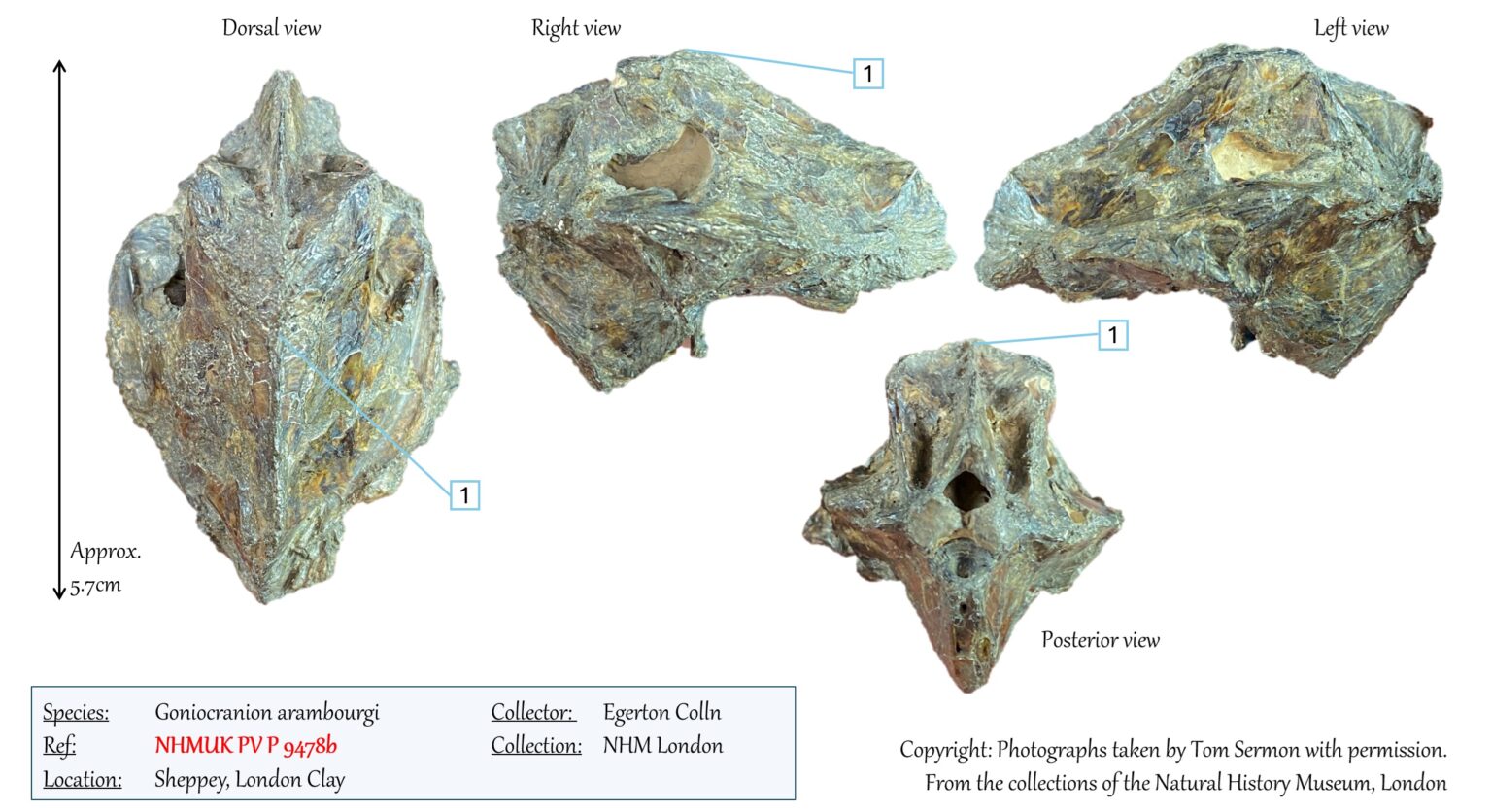 Goniocranion arambourgi – London Clay Fossils