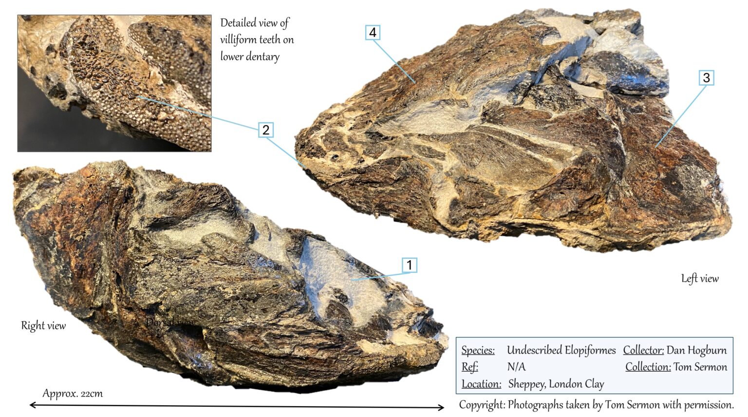 Undescribed Elopiformes – London Clay Fossils