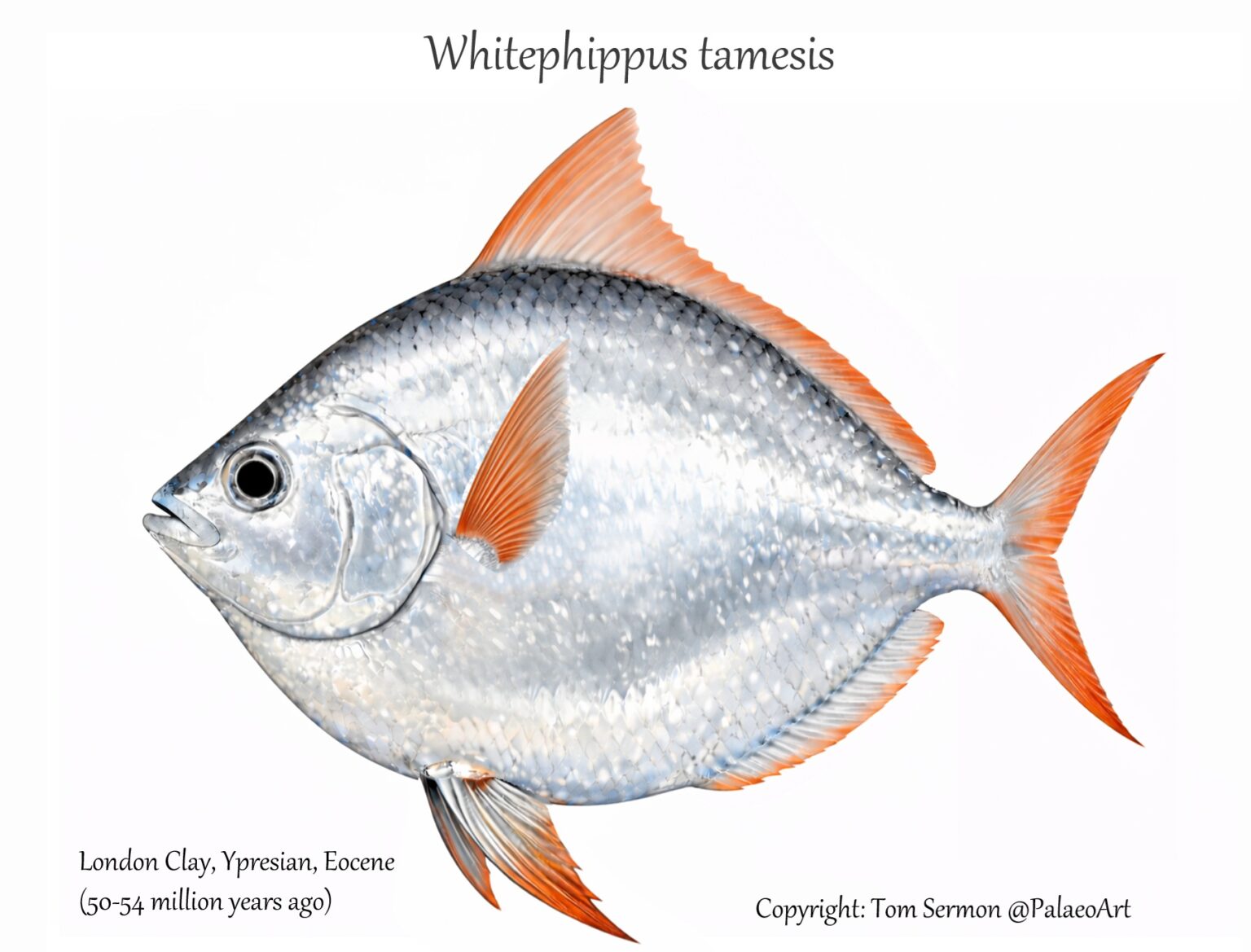 Whitephippus tamesis – London Clay Fossils